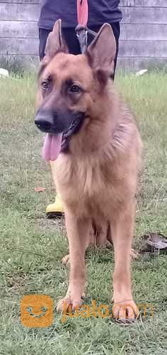 Anjing Ras German Shepherd di Kab. Bogor, Jawa Barat | Jualo.com