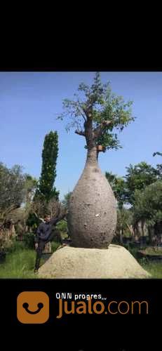 Pohon Bottle Tree di Kota Bogor, Jawa Barat | Jualo.com