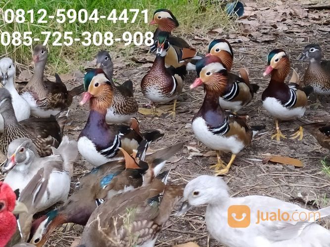 Bebek Mandarin/ Mandarin Duck di Kota Magelang, Jawa Tengah | Jualo.com