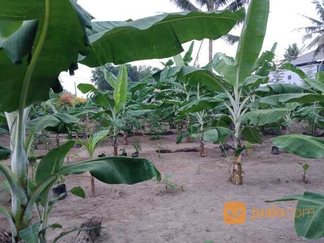 Bibit Pisang Raja Terdekat di Kab. Kulon Progo, Yogyakarta | Jualo.com
