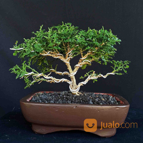 Bonsai Pohon Kemuning Micro Mame Small Natural di Kab. Sukoharjo, Jawa ...