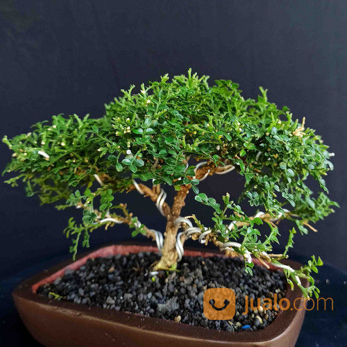 Bonsai Pohon Kemuning Micro Mame Small Natural di Kab. Sukoharjo, Jawa ...