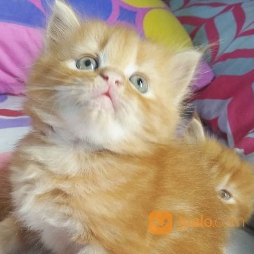 Siap Untuk Di Adopsi Anak Kucing Persia Flatnose Warna Red Tubby di ...