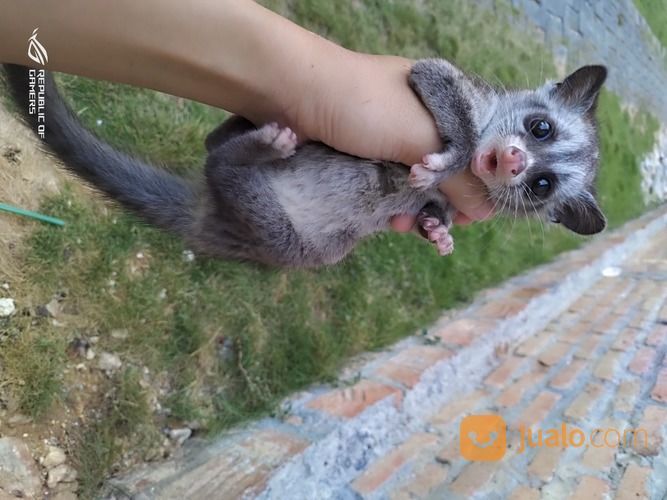 Baby Musang Pandan Low Mozaik di Kab. Bojonegoro, Jawa Timur | Jualo.com