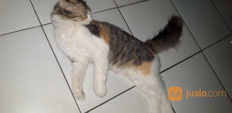 Kitten Persia Mixdom di Kota Yogyakarta, Yogyakarta | Jualo.com