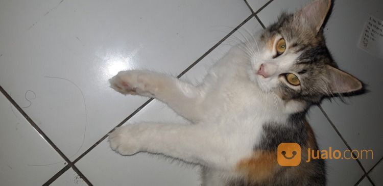 Kitten Persia Mixdom di Kota Yogyakarta, Yogyakarta | Jualo.com