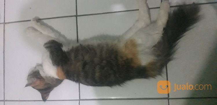 Kitten Persia Mixdom di Kota Yogyakarta, Yogyakarta | Jualo.com