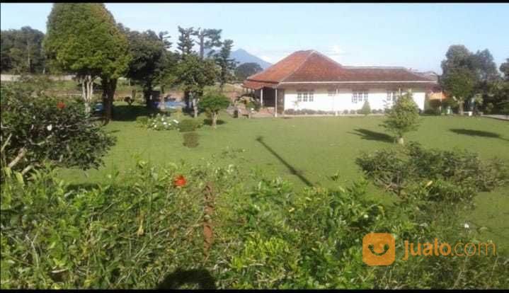 VILLA Sangat Luas View Kebun Teh Dan Pegunungan Di Puncak di Kab. Bogor ...