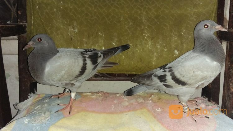 Anakan Merpati Pos,Line Janssen F2, Trah Top Breeder Bandung, Indukan ...