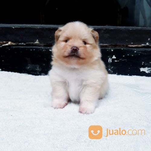 Anak Anjing / Puppy Mini Pom / Pomeranian Betina Warna Unik di Kota ...