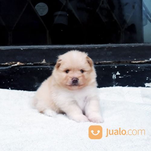 Anak Anjing / Puppy Mini Pom / Pomeranian Betina Warna Unik di Kota ...