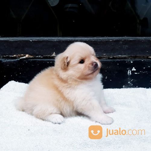 Anak Anjing / Puppy Mini Pom / Pomeranian Betina Warna Unik di Kota ...