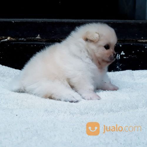 Anak Anjing / Puppy Mini Pom / Pomeranian Jantan Warna Unik di Kota ...