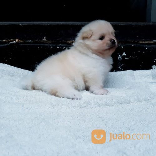 Anak Anjing / Puppy Mini Pom / Pomeranian Jantan Warna Unik di Kota ...