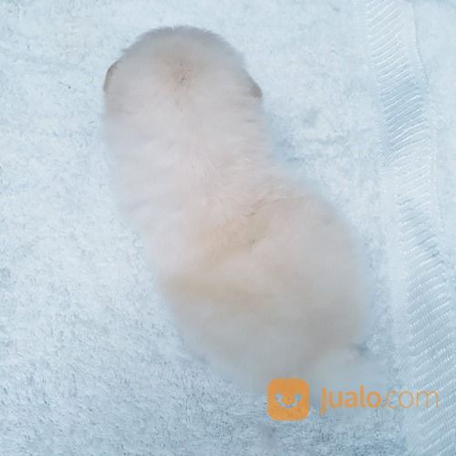 Anak Anjing / Puppy Mini Pom / Pomeranian Jantan Warna Unik di Kota ...