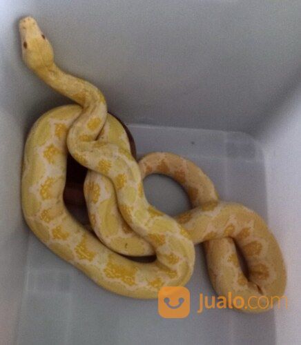 Ular Albino Phyton Amelanistic Jumbo Jinak Pada Semua Orang di Kab ...