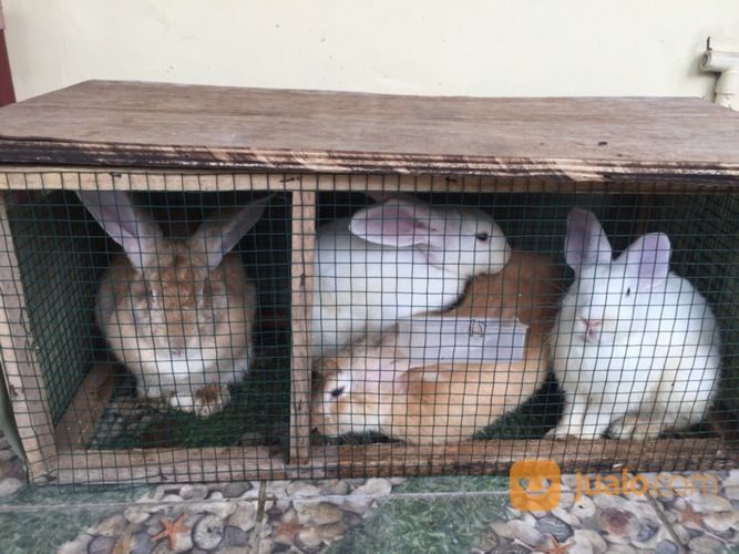 Paket 1 Keluarga Kelinci Ras Raksasa Flemish Giant (Induk&3anak) di ...