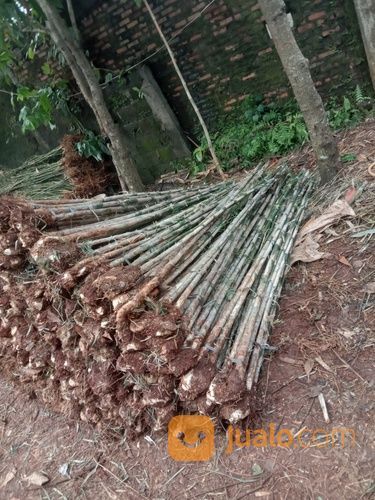 Pohon Bambu Jepang di Parung, Jawa Barat | Jualo.com