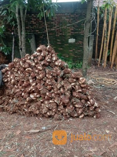 Pohon Bambu Jepang di Parung, Jawa Barat | Jualo.com