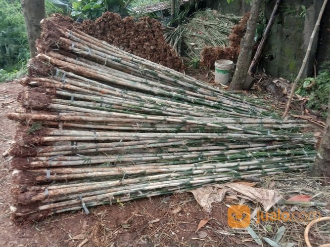 Pohon Bambu Jepang di Parung, Jawa Barat | Jualo.com