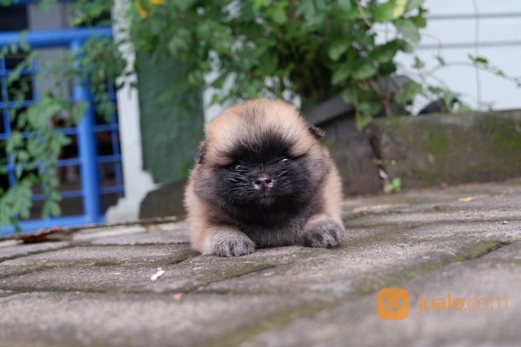 Anjing Minipom Stambum Istimewa di Kab. Sukoharjo, Jawa Tengah | Jualo.com