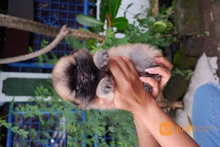 Anjing Minipom Stambum Istimewa di Kab. Sukoharjo, Jawa Tengah | Jualo.com