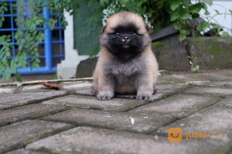 Anjing Minipom Stambum Istimewa di Kab. Sukoharjo, Jawa Tengah | Jualo.com