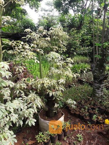 Pohon Randu Varigata Bonsai di Kab. Bogor, Jawa Barat | Jualo.com