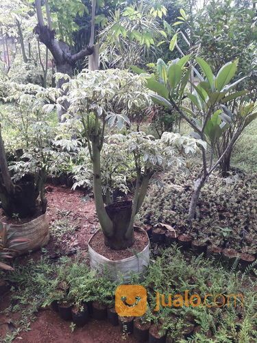 Pohon Randu Varigata Bonsai di Kab. Bogor, Jawa Barat | Jualo.com