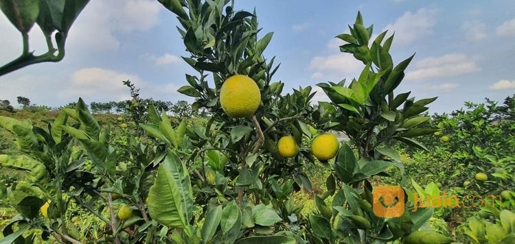 Tanah Lahan Kebun Jeruk Produktif Kota Batu di Kota Batu, Jawa Timur ...