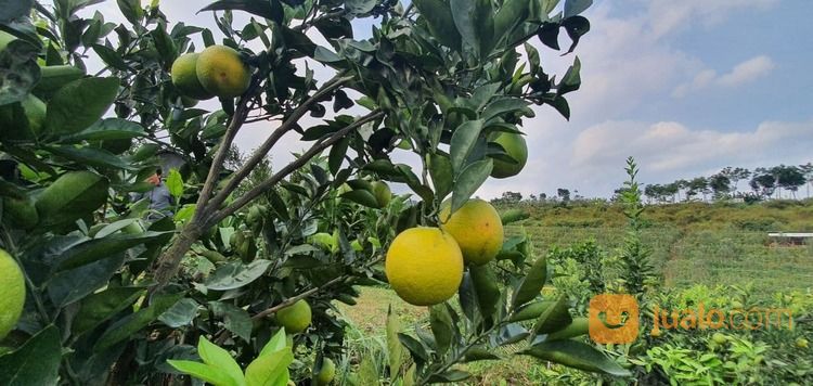 Tanah Lahan Kebun Jeruk Produktif Kota Batu di Kota Batu, Jawa Timur ...