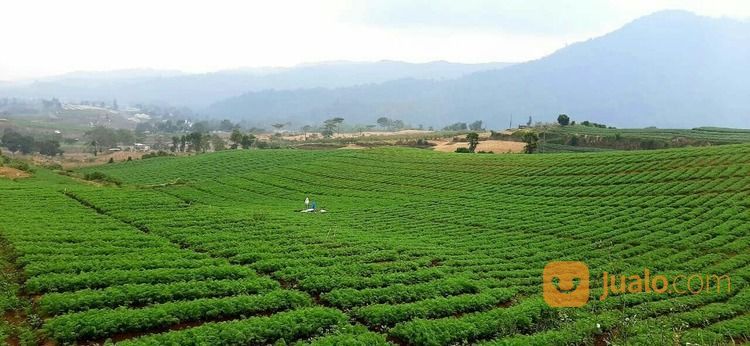 Tanah Lahan Pertanian Super Murah Kawasan Pertanian Terpadu Dan ...