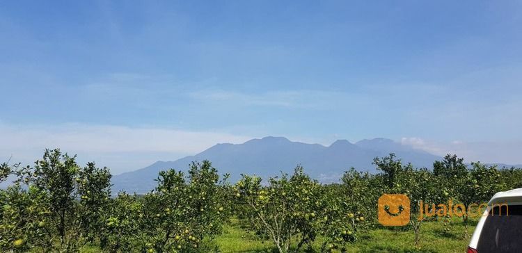 Lahan Kebun Jeruk Produktif Kota Batu Malang Kawasan Pengembangan di ...