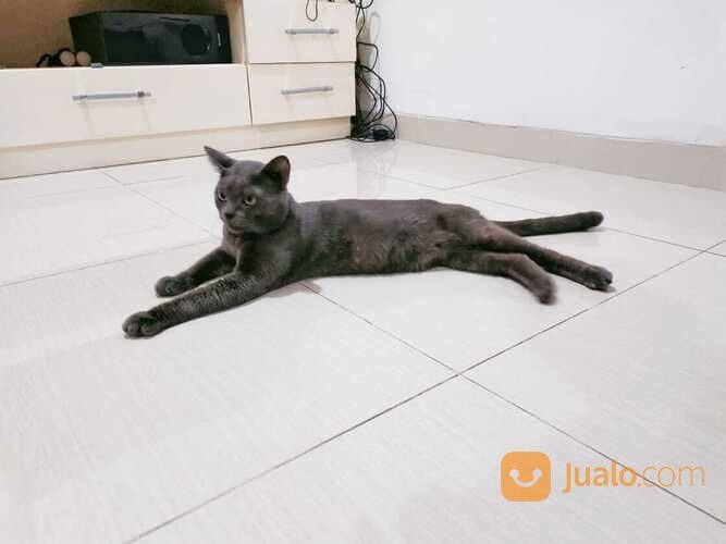 Kucing Russian Blue di Kota Bekasi, Jawa Barat | Jualo.com