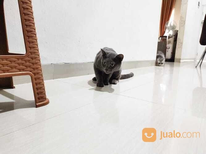 Kucing Russian Blue di Kota Bekasi, Jawa Barat | Jualo.com