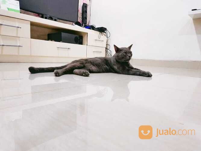Kucing Russian Blue di Kota Bekasi, Jawa Barat | Jualo.com