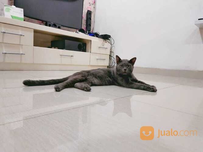 Kucing Russian Blue di Kota Bekasi, Jawa Barat | Jualo.com