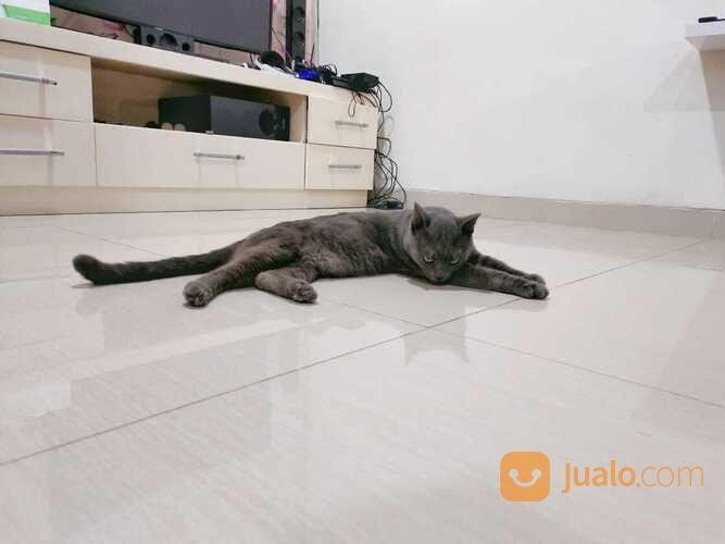 Kucing Russian Blue di Kota Bekasi, Jawa Barat | Jualo.com