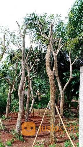 Pohon Tabebuya Bunga Kuning Ukuran Batang 20 - 18 Cm di Kota Bogor ...