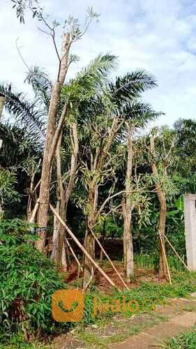 Pohon Tabebuya Bunga Kuning Ukuran Batang 20 - 18 Cm di Kota Bogor ...