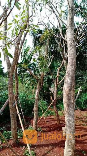 Pohon Tabebuya Bunga Kuning Ukuran Batang 20 - 18 Cm di Kota Bogor ...