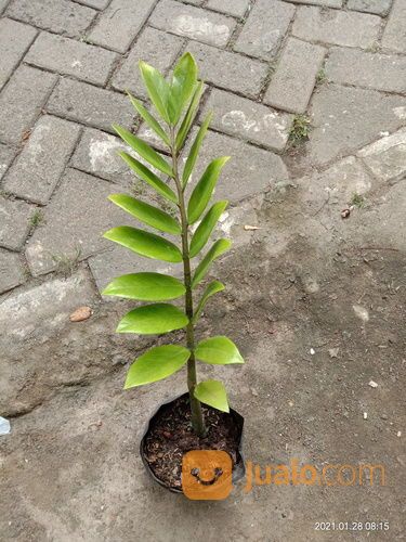 Tanaman Hias Zamia Daun Dolar di Kota Bekasi, Jawa Barat | Jualo.com