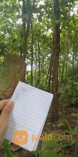 POHON JATI BLORA LINGKAR RATA RATA 90 CM UMUR 30 TH di Kab. Blora, Jawa ...