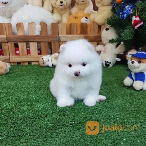 Superminipom Putih di Kab. Banyuwangi, Jawa Timur | Jualo.com