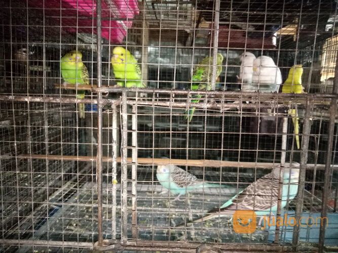 Burung Parkit Macam" Warna di Kota Jakarta Selatan, DKI Jakarta | Jualo.com