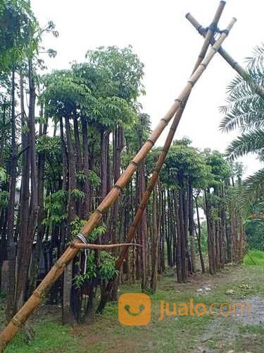Pohon Pule Alstonia Scholaris? di Parung, Jawa Barat | Jualo.com