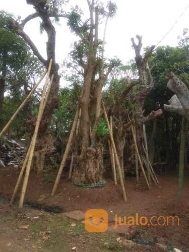 Pohon Pule Alstonia Scholaris? di Parung, Jawa Barat | Jualo.com