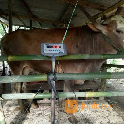 Timbangan Sapi Notomatis Tipe Sonic A1X di Kota Bandung, Jawa Barat ...