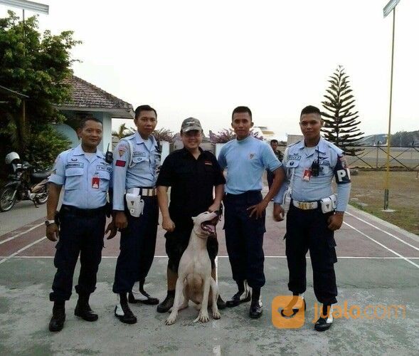 DOG TRAINER Pelatih Anjing Di Kota Denpasar Bali Jualo dog-trainer-pelatih-anjing-di-kota-denpasar-bali-jualo