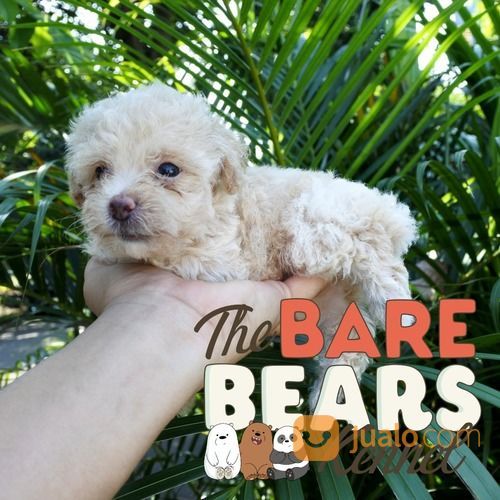 Anak Anjing Betina Apricot Tiny Toy Poodle Lucu Kecil Imut di Kota ...